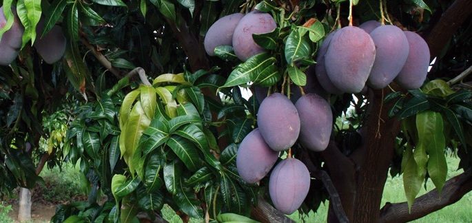 Exportações de mangas do Brasil batem recorde em outubro, ultrapassando ...
